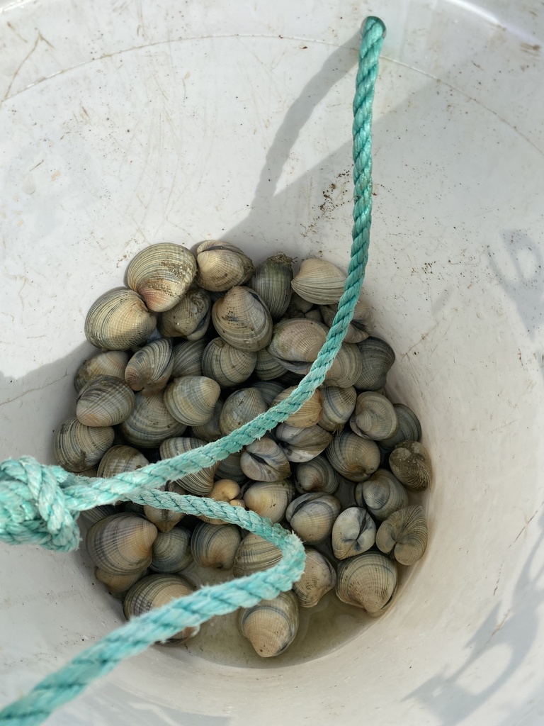 New Zealand Cockle from Northland, New Zealand on May 14, 2022 at 12:49 ...