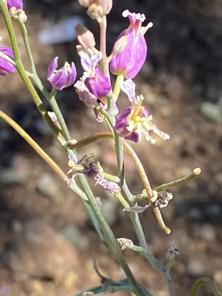 bristly jewelflower from Mount Diablo State Park, Clayton, CA, US on ...