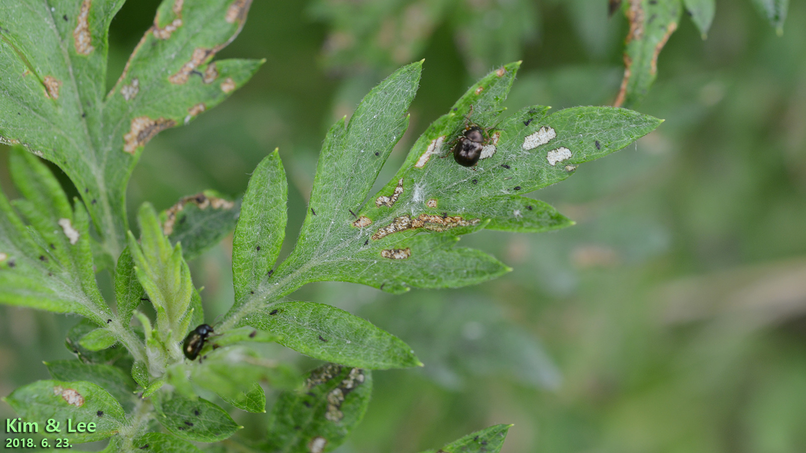 Dactylispa fulvipes (Motschulsky, 1861)