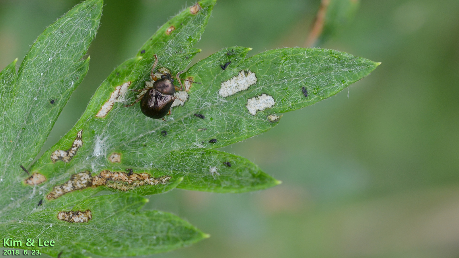 Dactylispa fulvipes (Motschulsky, 1861)