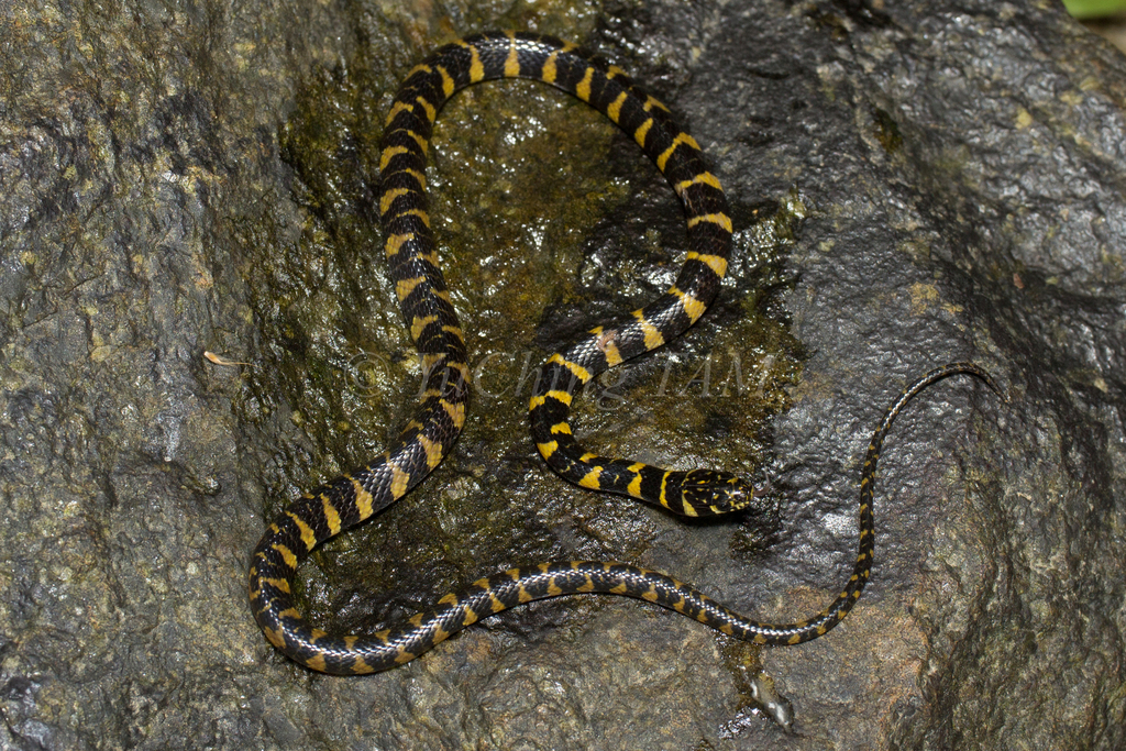 Banded Stream Snake in May 2022 by Yu Ching Tam · iNaturalist