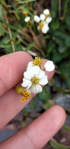 Tagetes laxa · iNaturalist
