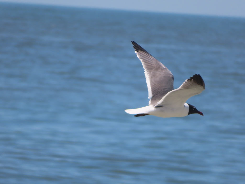 Laughing Gull from Cape May County, NJ, USA on May 29, 2022 at 12:28 PM ...