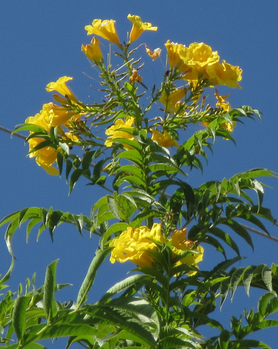 Dzanani Check List · iNaturalist NZ