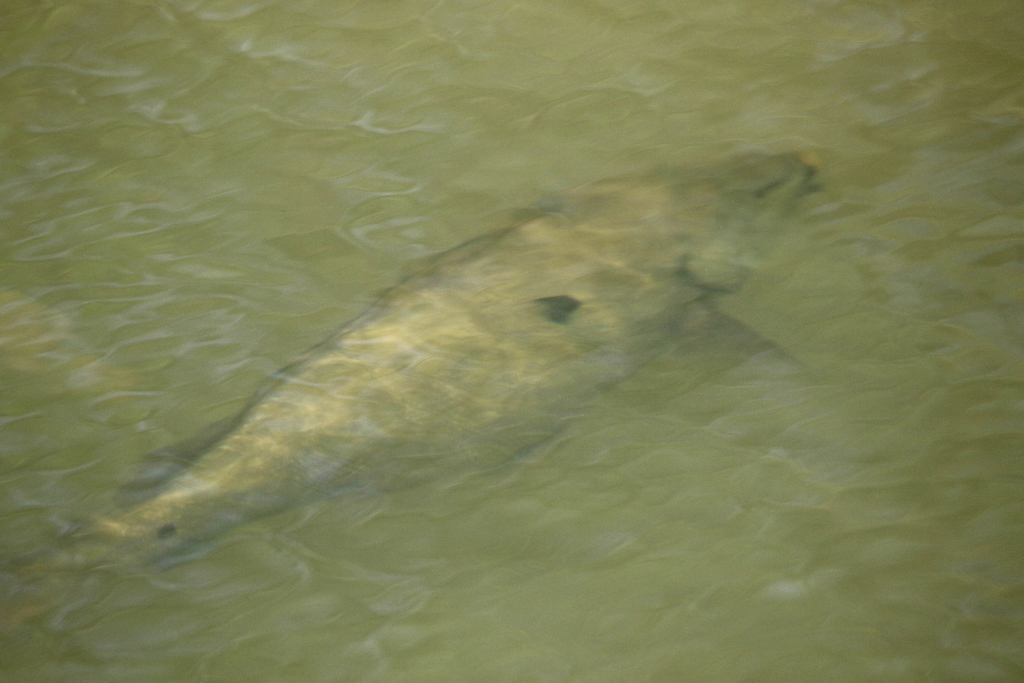 Barcoo Grunter (Scortum barcoo) - Marine Life Identification