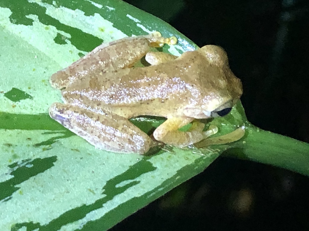 Drab Tree Frog from San Carlos, Alajuela, CR on May 29, 2022 at 09:10 PM by Tyler E. Burrow ...