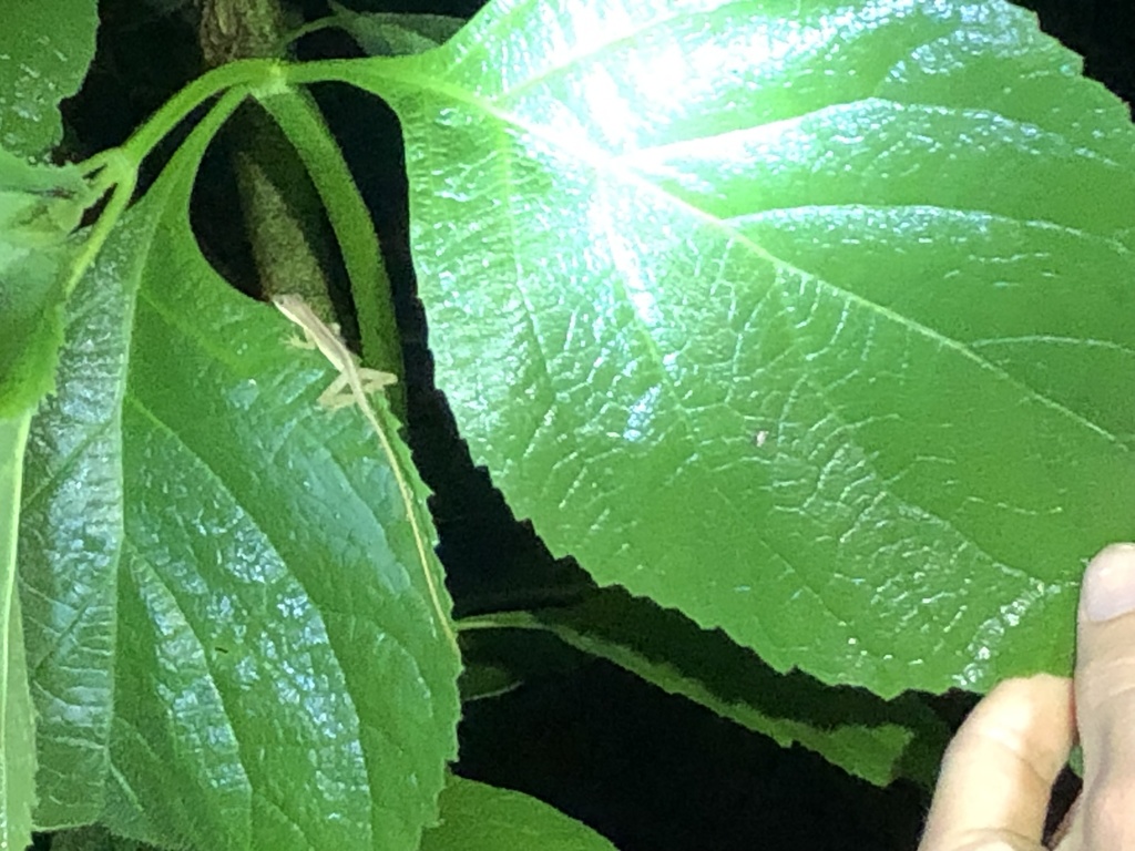 Border Anole from San Carlos, Alajuela, CR on May 29, 2022 at 09:29 PM ...