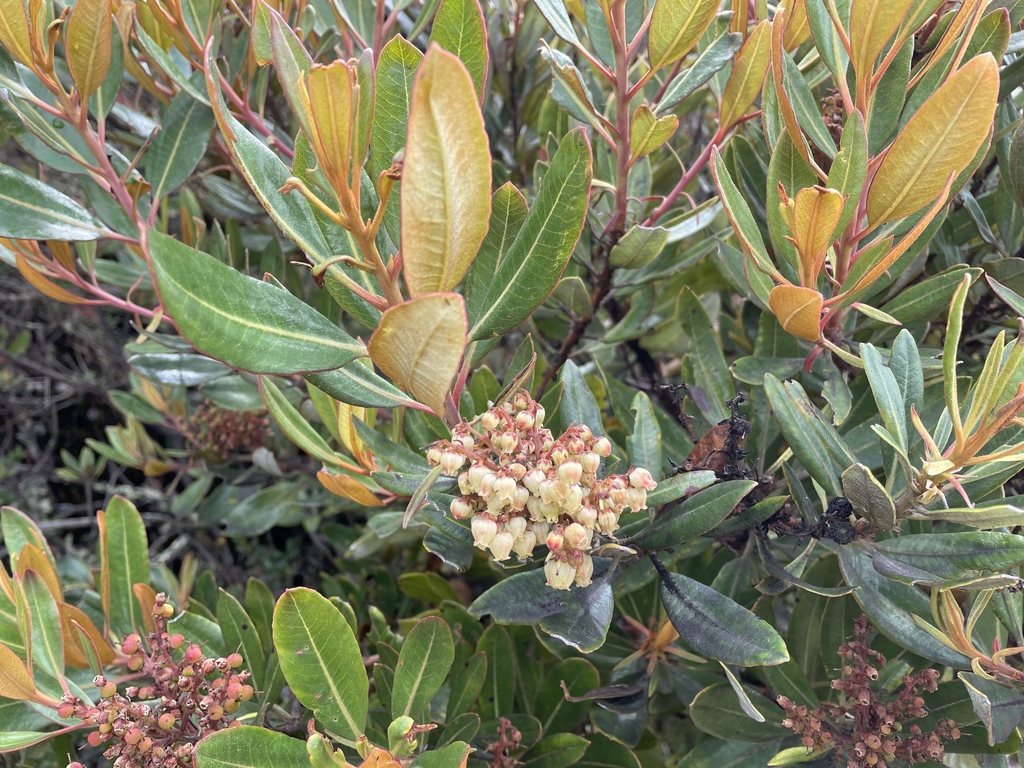 dwarf madrone from San José Province, Costa Rica on April 28, 2022 at ...