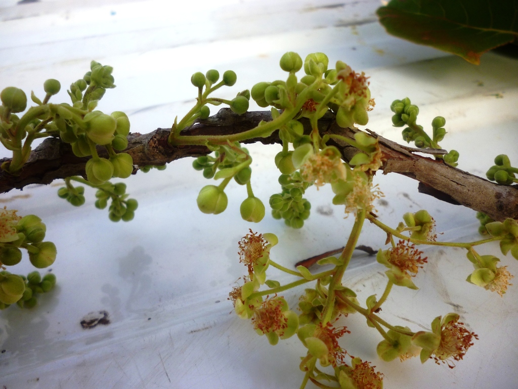 Sandpaper tree (Curatella americana) - Botanical Realm