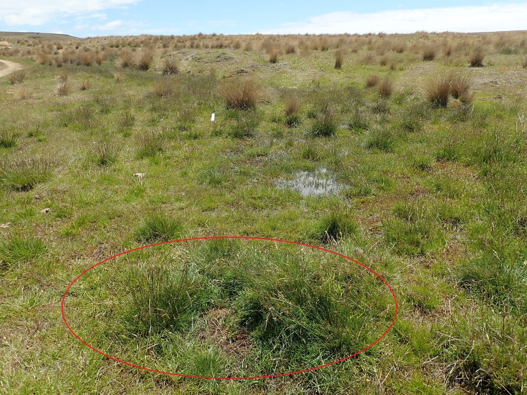 heath rush in December 2021 by Melissa Hutchison. Scattered plants in ...