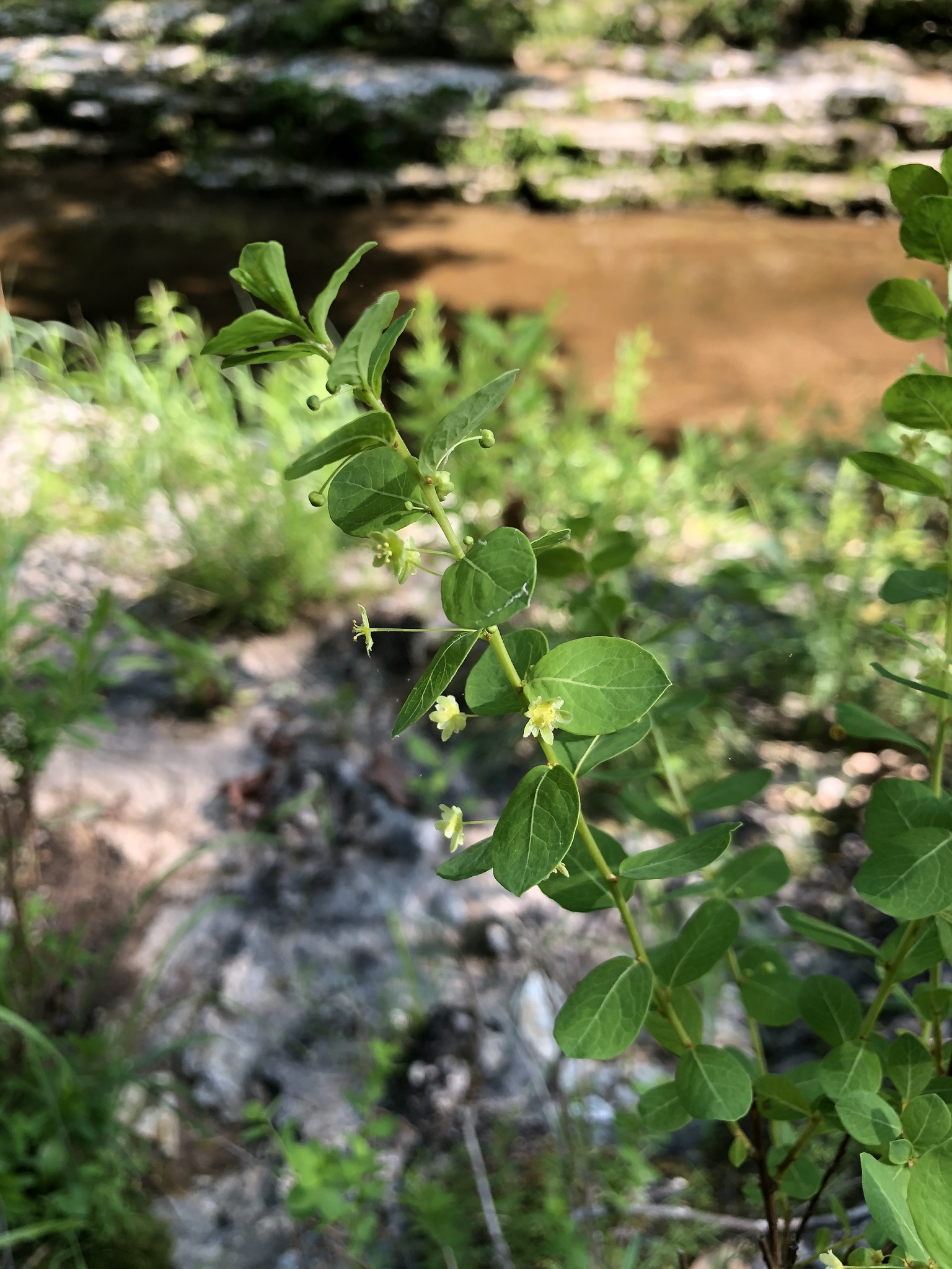 Phyllanthopsis phyllanthoides (Nutt.) Voronts. & Petra Hoffm.