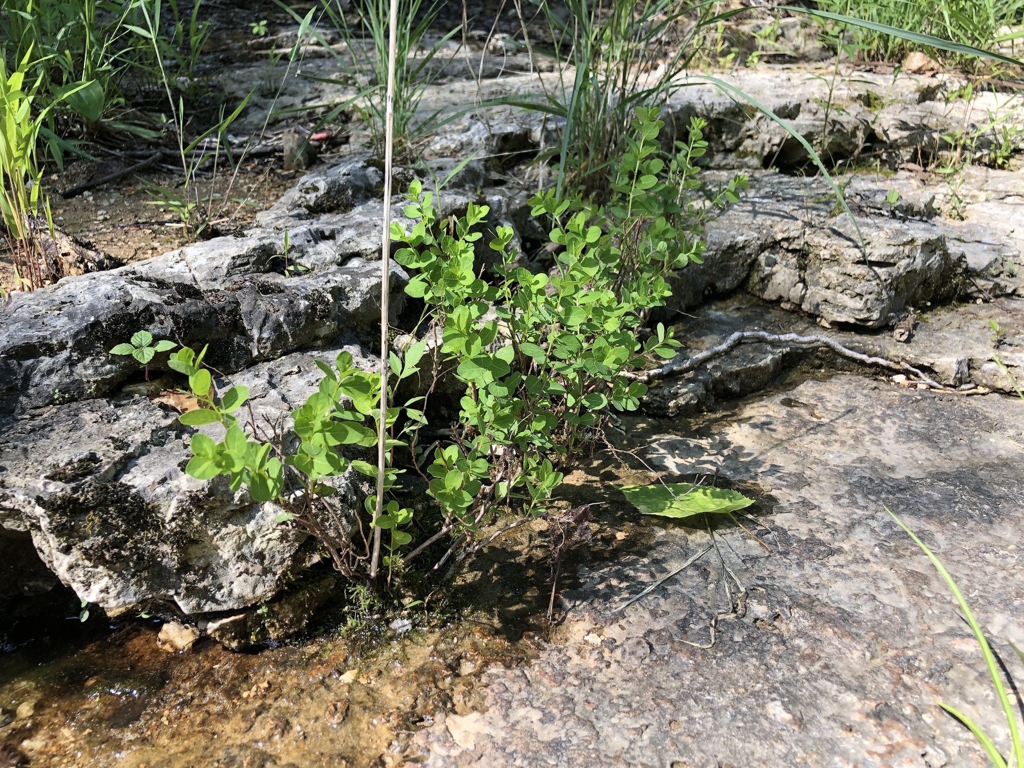 Phyllanthopsis phyllanthoides (Nutt.) Voronts. & Petra Hoffm.