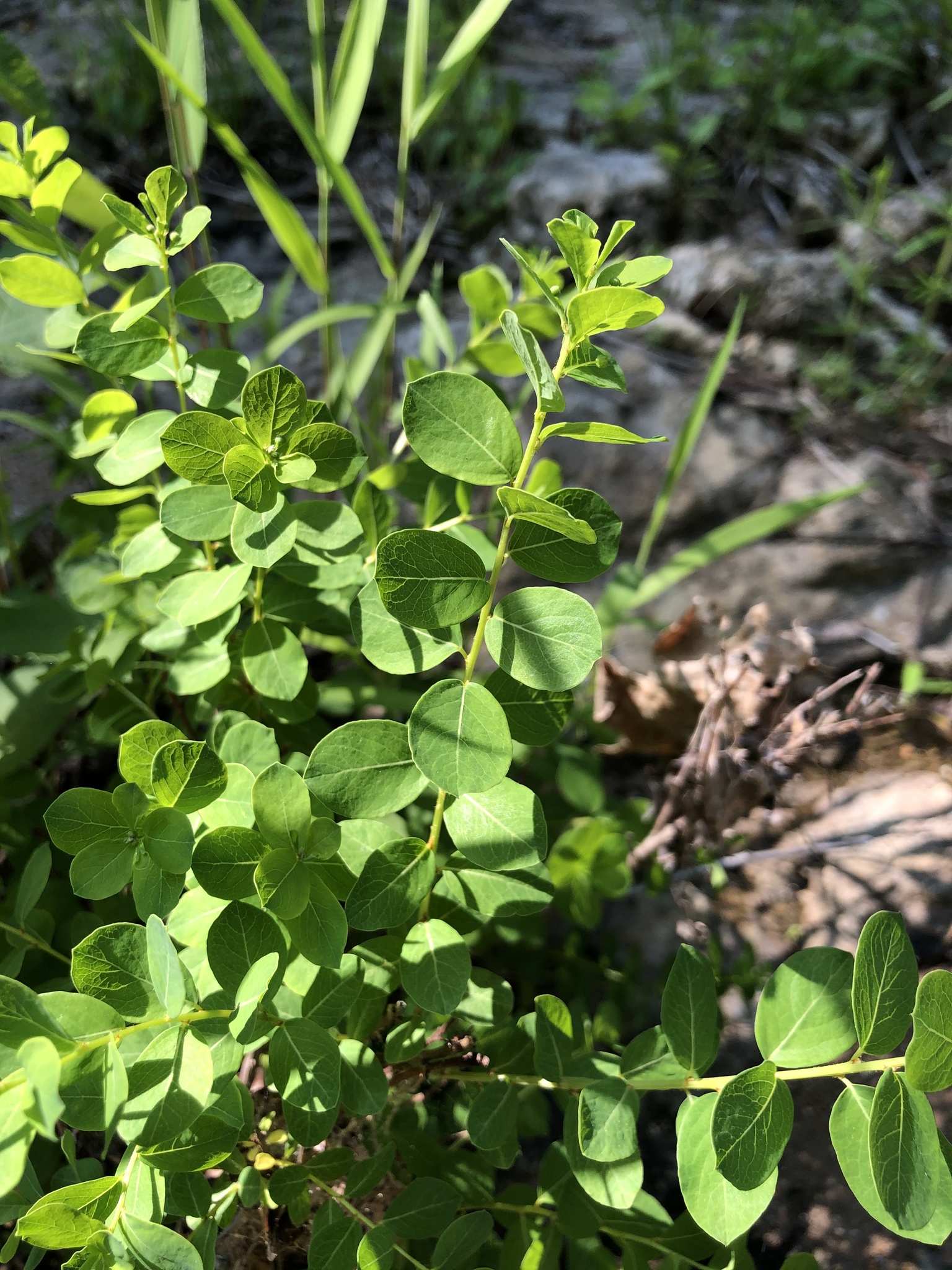 Phyllanthopsis phyllanthoides (Nutt.) Voronts. & Petra Hoffm.