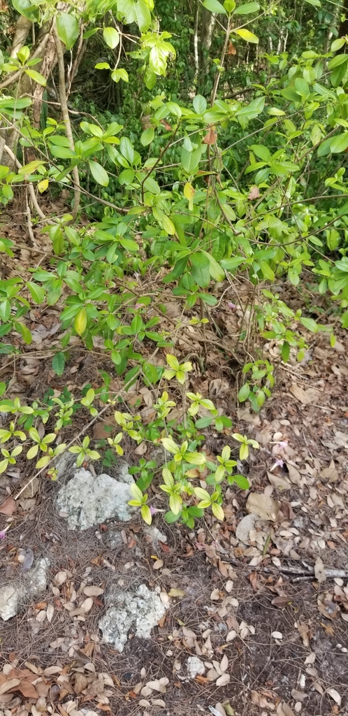 Rondeletia inermis from F2QX+CV7, Terranova, Quebradillas, Puerto Rico ...