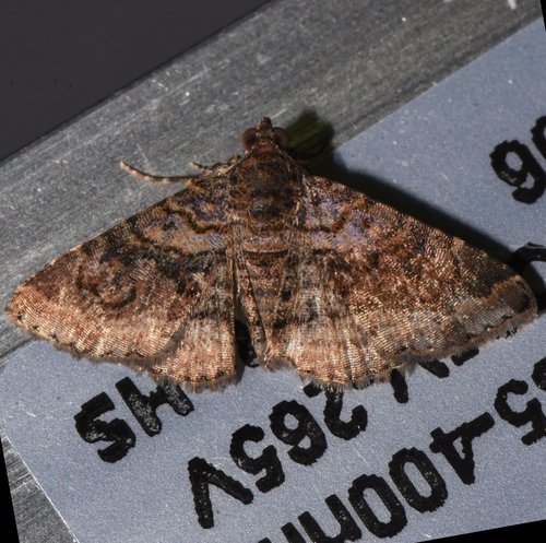 Toxonprucha killamae · iNaturalist