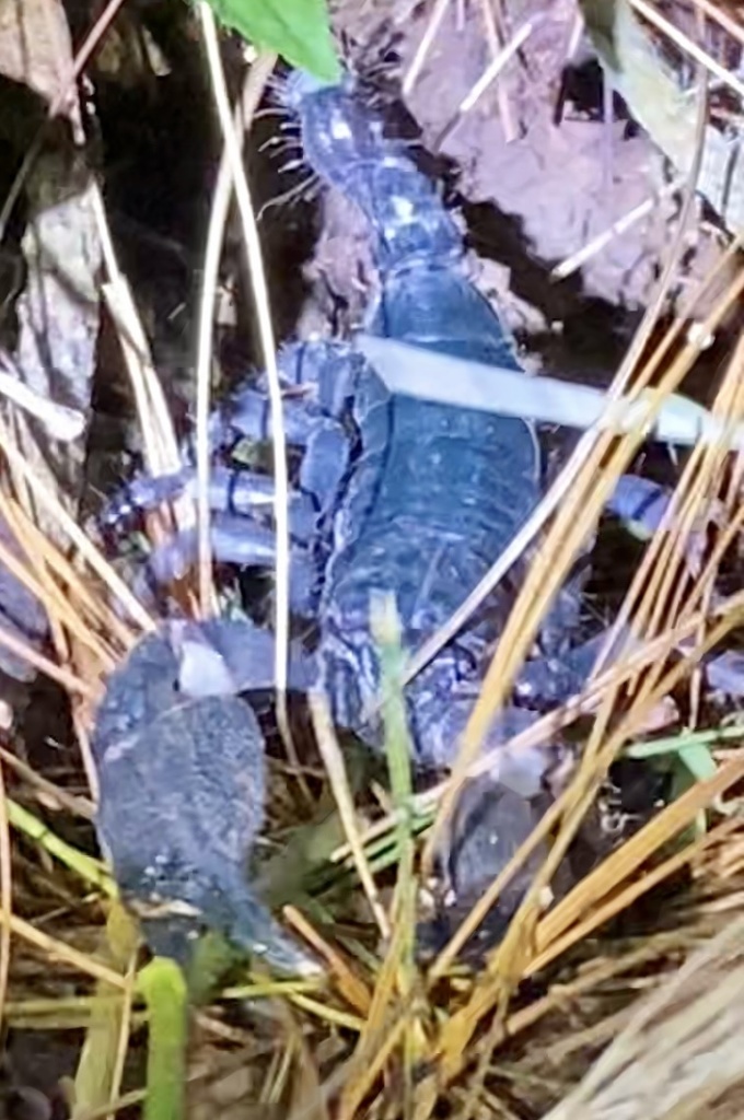 Asian Blue Forest Scorpion from Mount Halimun Salak National Park, Bogor, West Java, ID on May ...