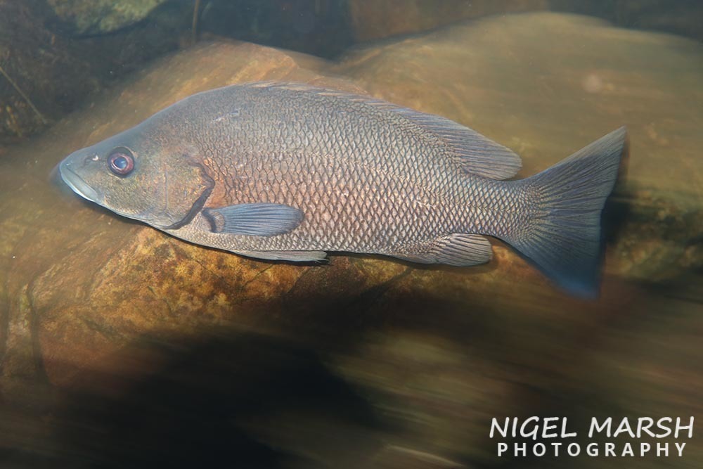 Sooty Grunter (Hephaestus fuliginosus) - Marine Life Identification