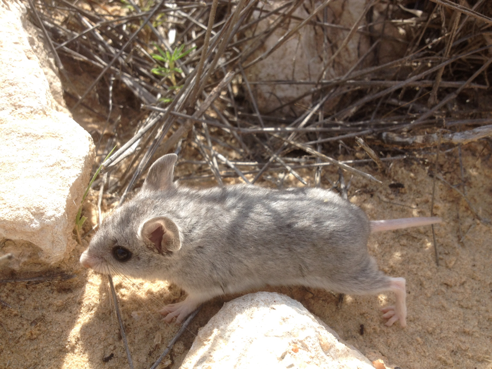 northern grasshopper mouse (Wildlife of Boyd Lake State Park) · iNaturalist