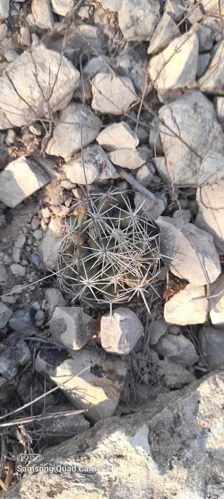 Grooved nipple cactus from Acuña, Coahuila, Mexico on May 29, 2022 at ...