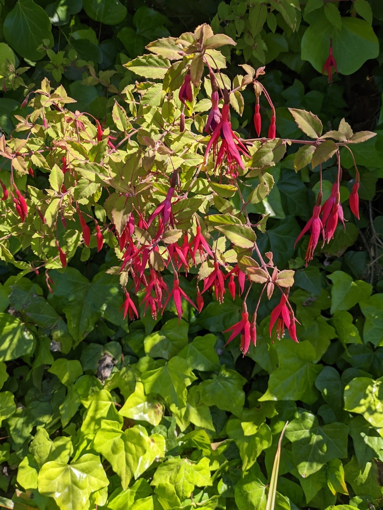 fuchsias from Fairway Park, Pacifica, CA 94044, USA on May 29, 2022 at ...