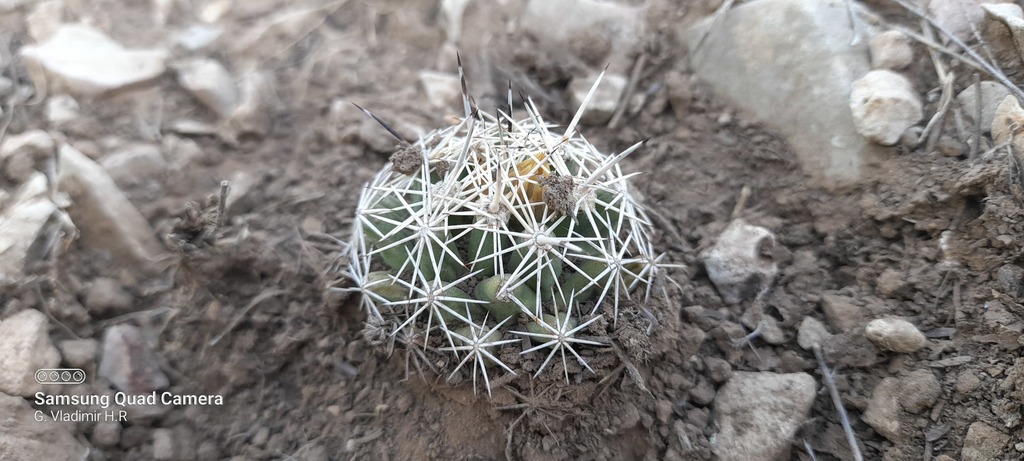 Grooved nipple cactus from Acuña, Coah., México on May 29, 2022 at 05: ...