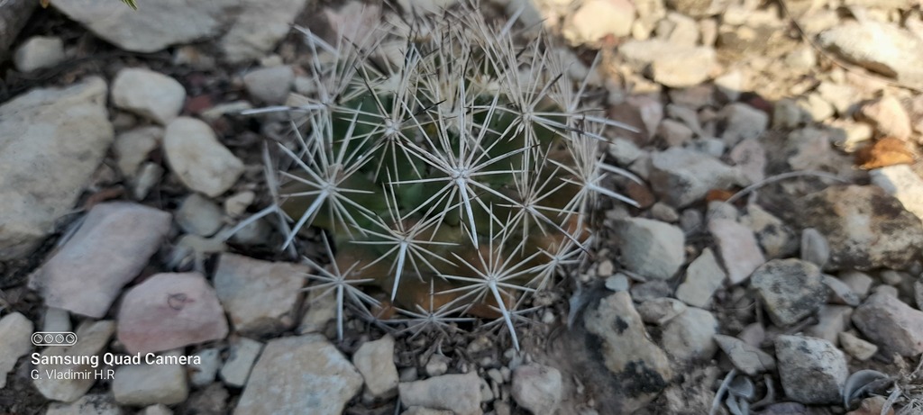 Grooved nipple cactus from Acuña, Coah., México on May 29, 2022 at 05: ...