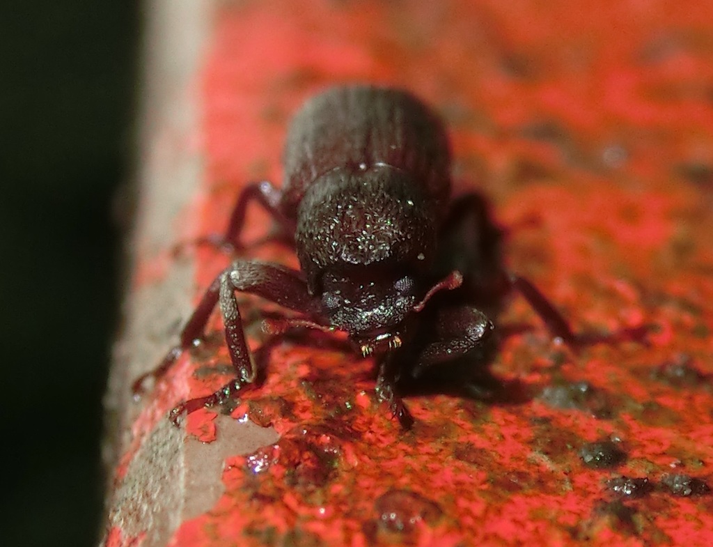 Stenochinus from 台灣彰化縣 on May 27, 2022 at 09:03 AM by r88621108 ...