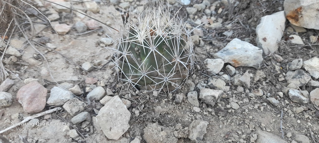Grooved nipple cactus from Acuña, Coah., México on May 29, 2022 at 04: ...