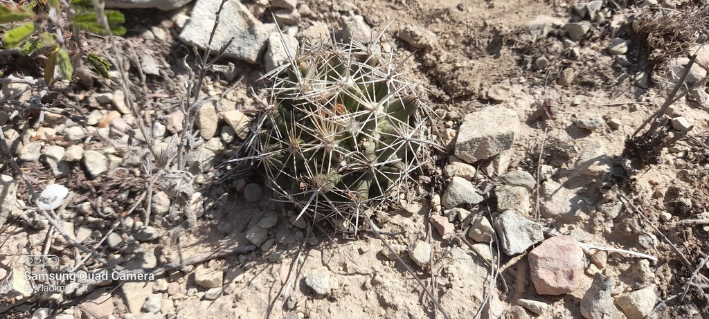 Grooved nipple cactus from Acuña, Coahuila, Mexico on May 29, 2022 at ...