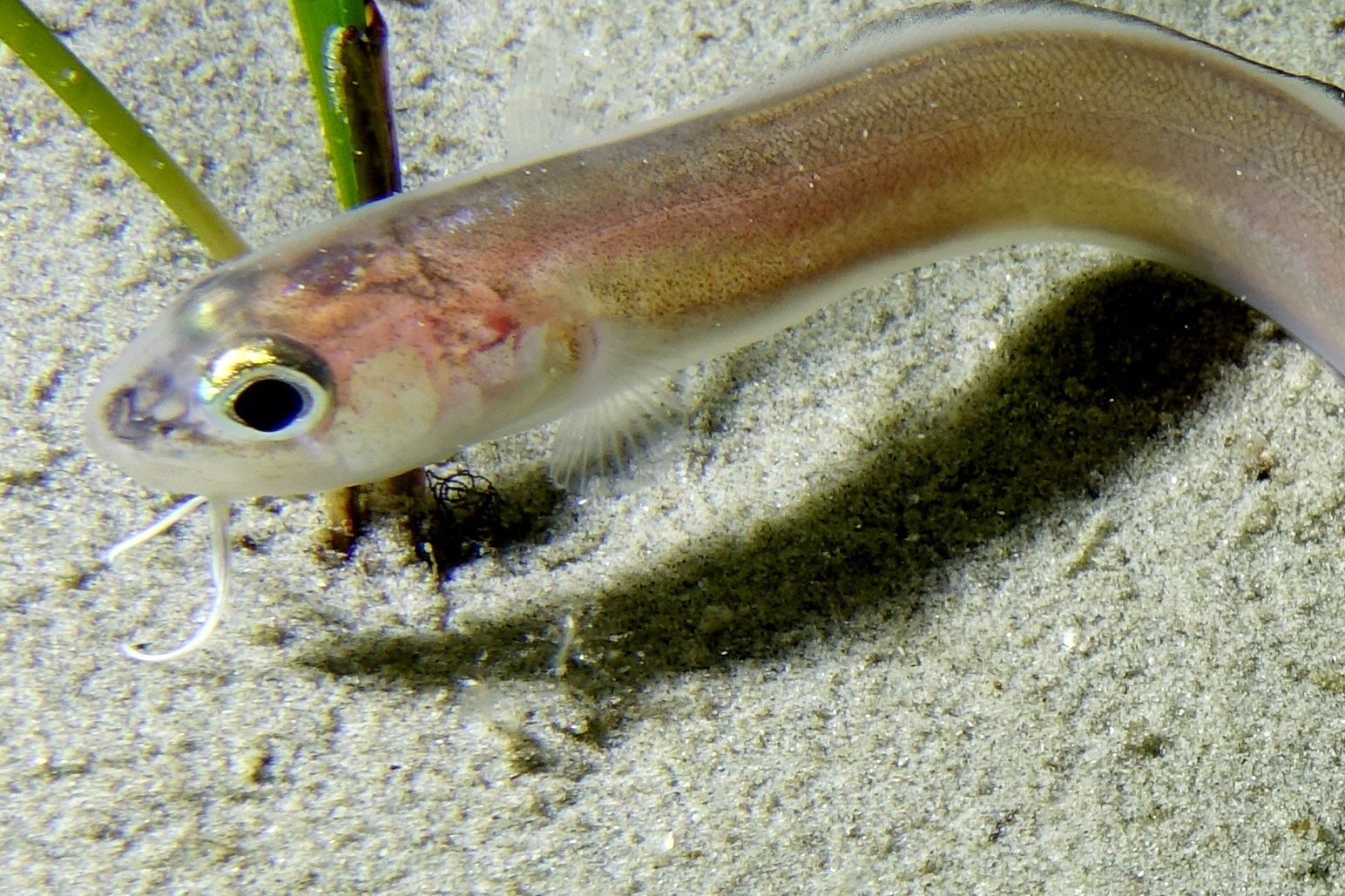 Ophidion rochei Müller, 1845