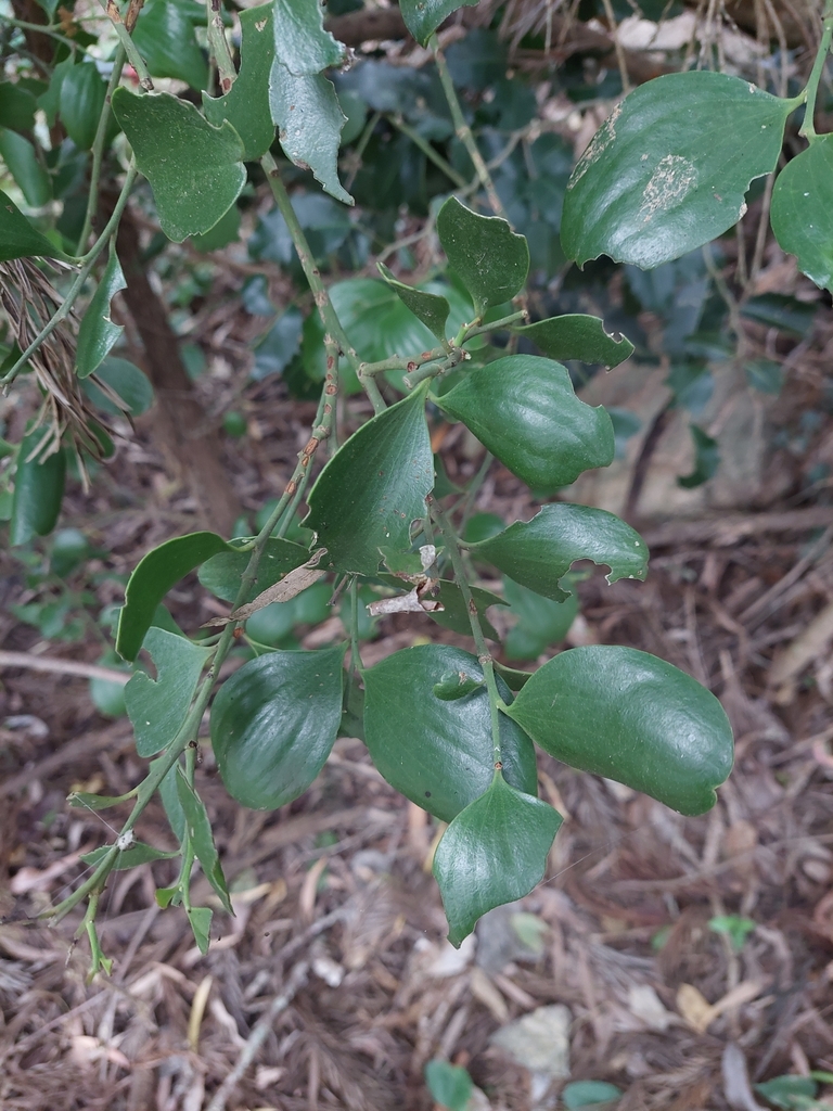 Broad Leaved Native Cherry from Somerset Dam QLD 4312, Australia on May ...