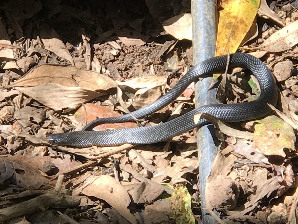 Red-bellied Black Snake from Eacham Cl, Lake Eacham, QLD, AU on May 28 ...