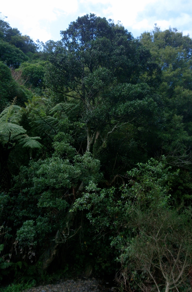 Pukatea from Paparangi, Wellington 6037, New Zealand on May 27, 2022 at ...