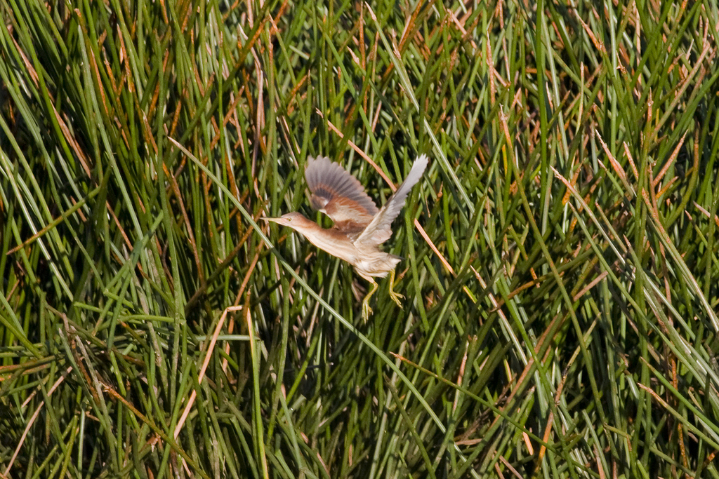 Black-backed Bittern from Brisbane QLD, Australia on March 2, 2009 at ...