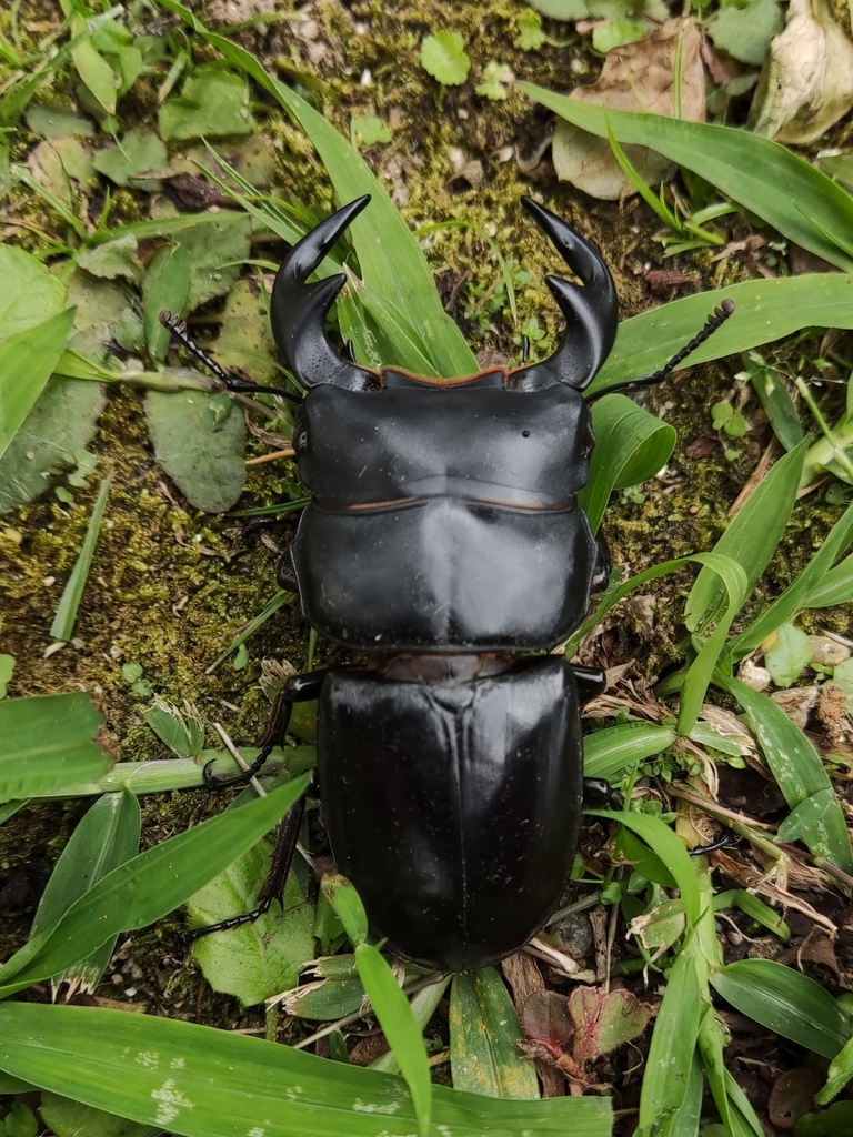 Dorcus antaeus (世界犀金龟和锹形虫) · iNaturalist