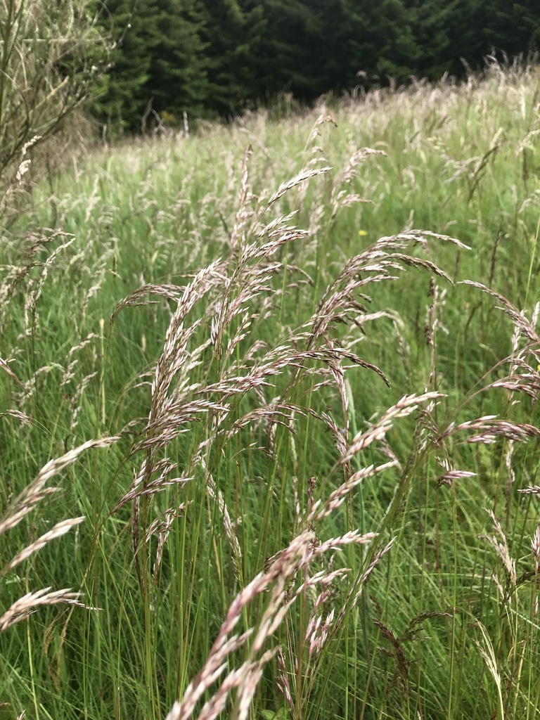 tall oat grass from Skørping, Nordjylland, DK on June 15, 2021 at 10:38 ...