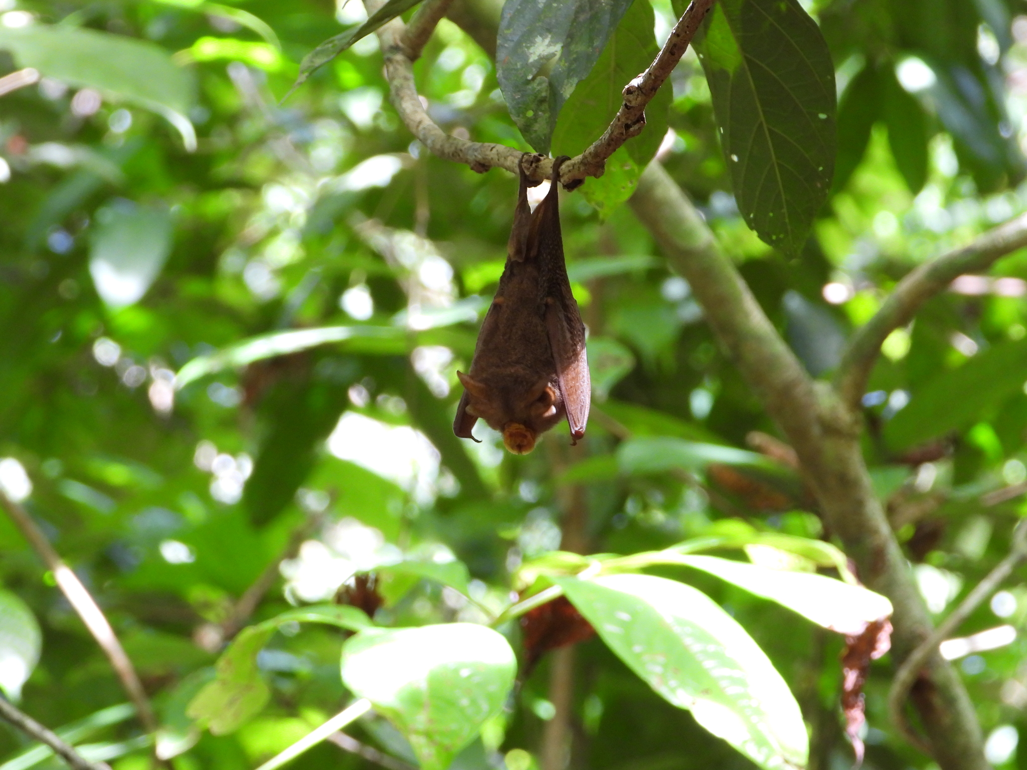 Rhinolophus trifoliatus Temminck, 1834