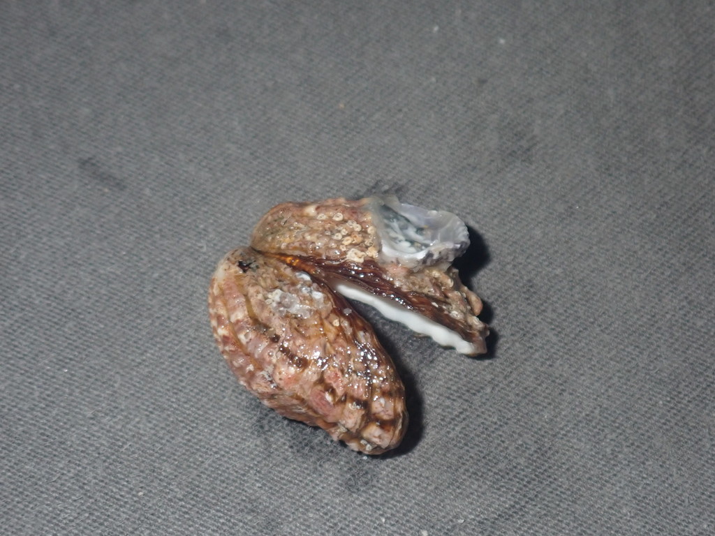 Cardita aviculina from Jervis Bay NSW, Australia on May 20, 2022 at 06: ...