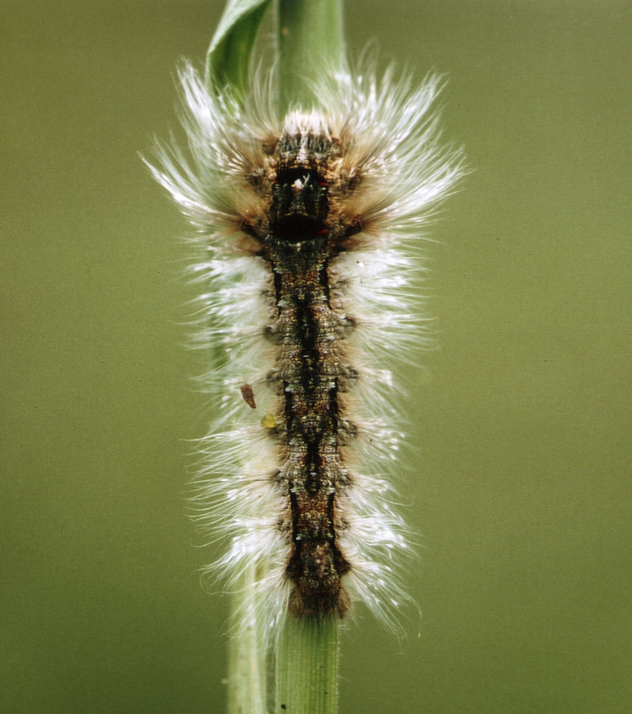 Cropera testacea from Zululand DC, Südafrika on February 02, 2006 at 12 ...