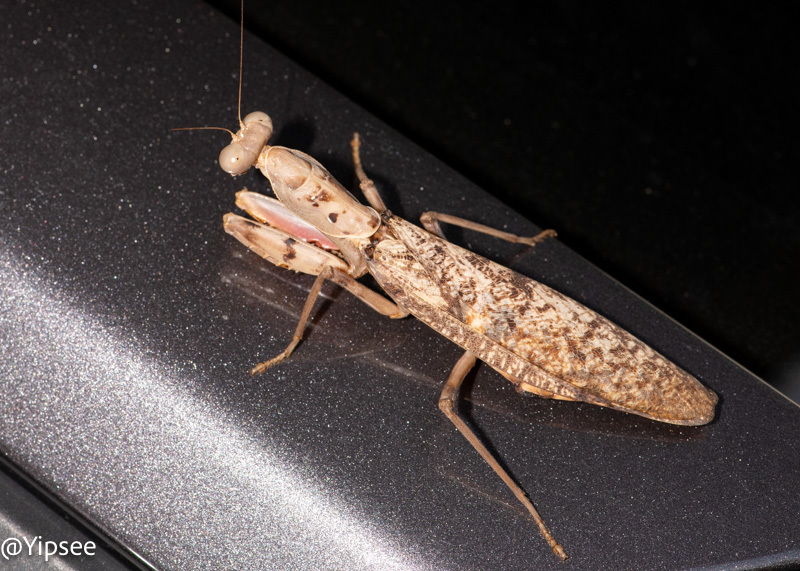 Rhombomantis fusca from Suthep, Mueang Chiang Mai District, Chiang Mai ...