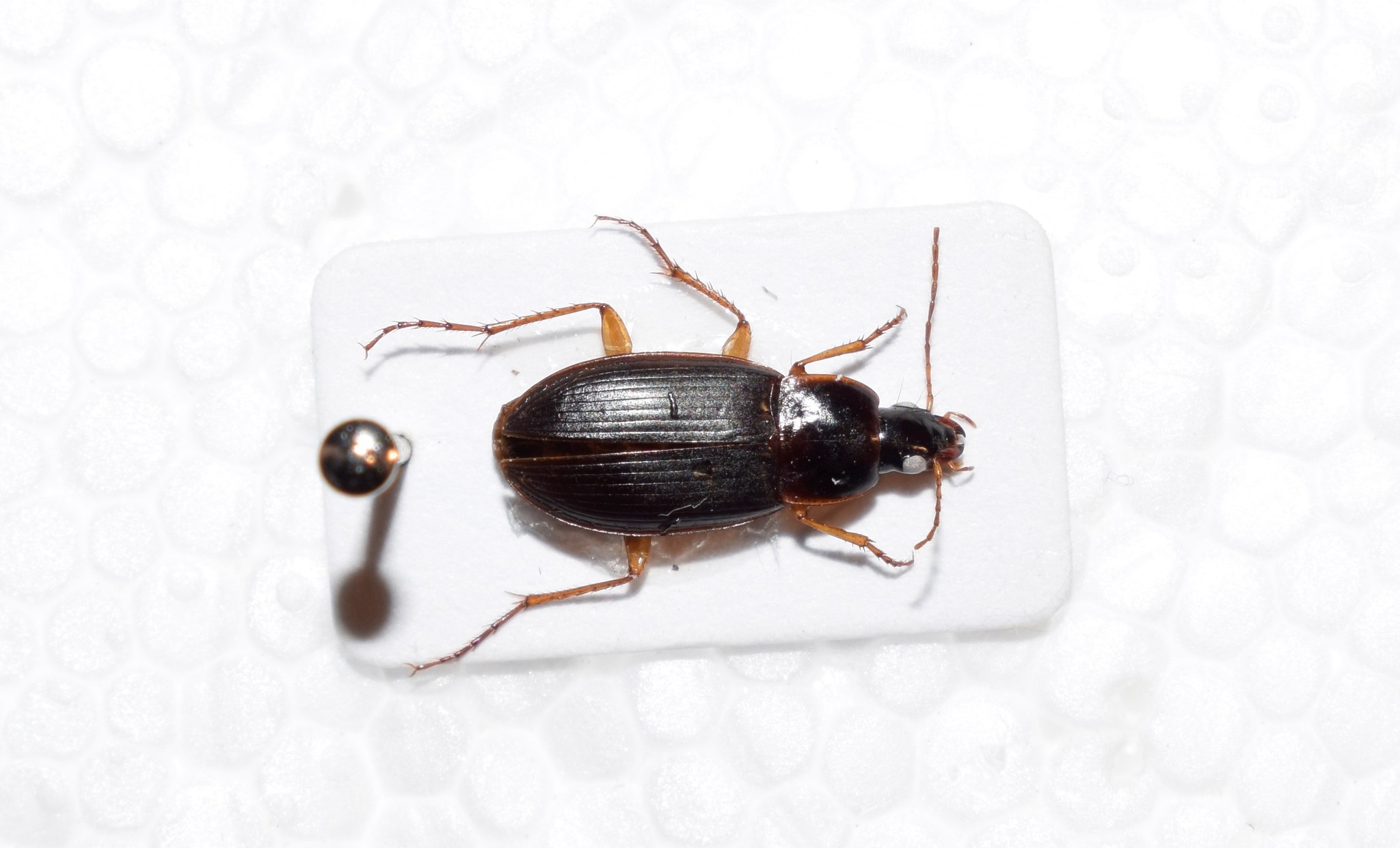 Calathus ambiguus (Paykull, 1790)