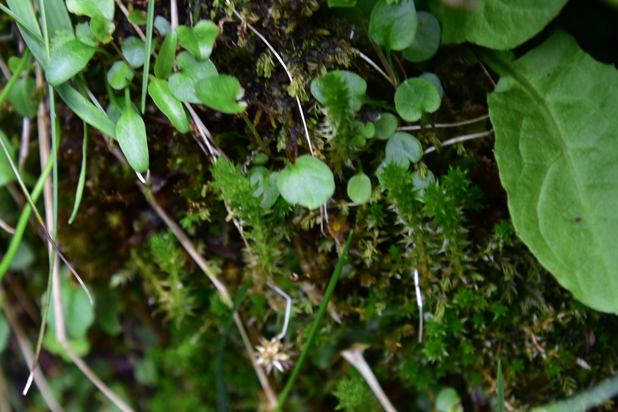Selaginella selaginoides (L.) Schrank & C.F.P.Mart.