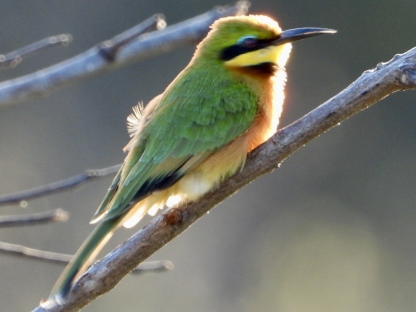 Merops pusillus meridionalis (Sharpe, 1892)