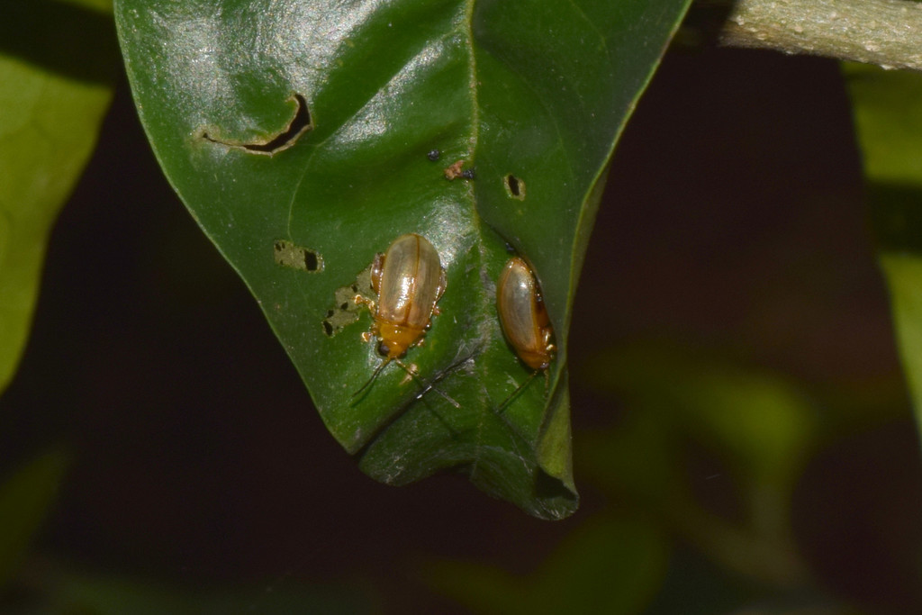Philopona inornata from Cherrapunji‎, Meghalaya 793108, India on April ...