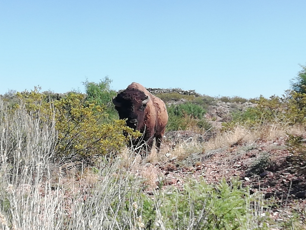 American Bison from Ocampo, Coah., México on May 26, 2022 at 05:04 PM ...