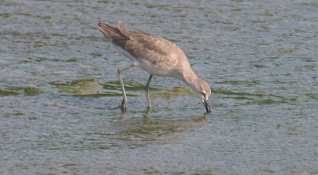 Willet from Dallas, TX, USA on May 9, 2017 at 09:43 AM by Kala Murphy ...