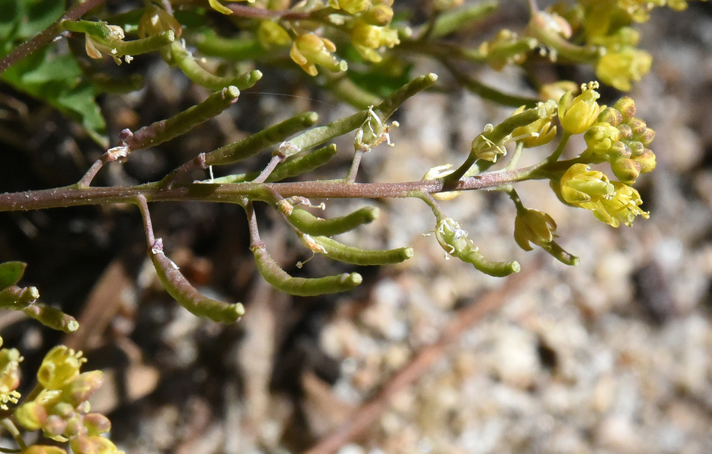 Bog Yellowcress from South Lake Tahoe, CA 96150, USA on May 29, 2022 at ...
