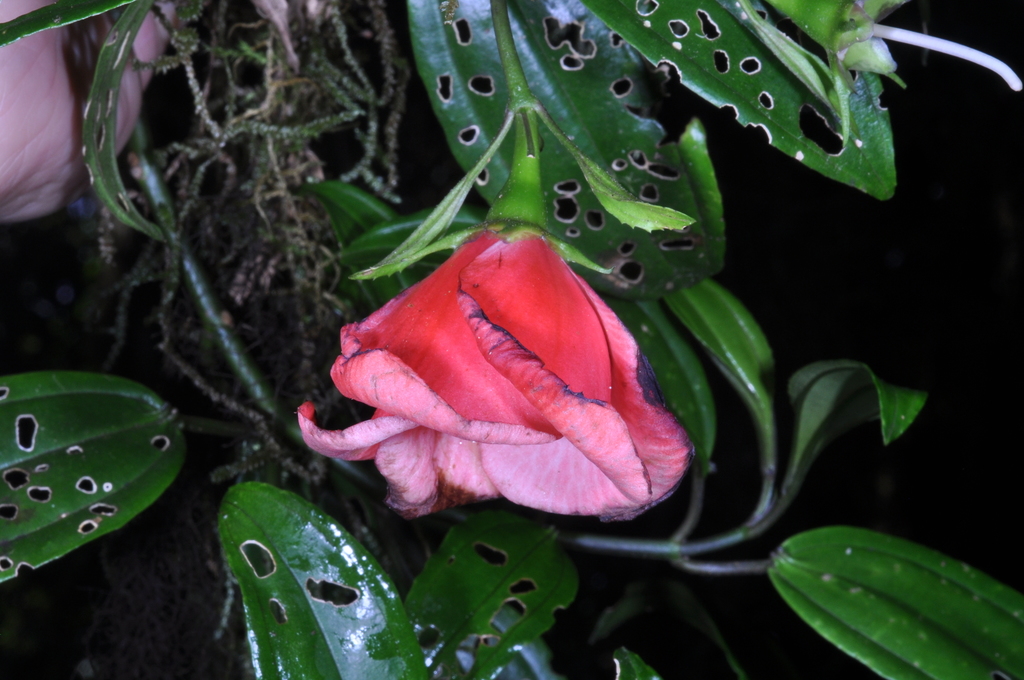 (Meriania purpurea) - Botanical Realm