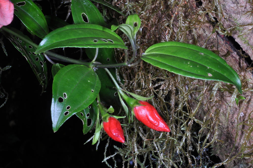 (Meriania purpurea) - Botanical Realm