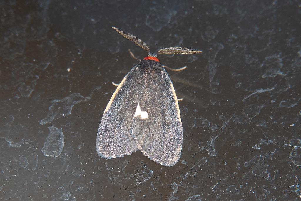 Castulo doubledayi in April 2022 by Euan Moore · iNaturalist
